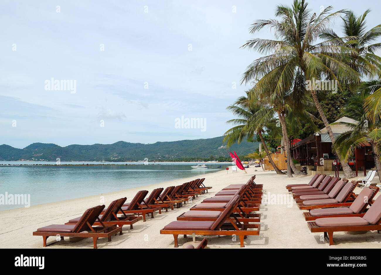Beach with sunbeds and coconut palm trees, Samui island, Thailand Stock ...