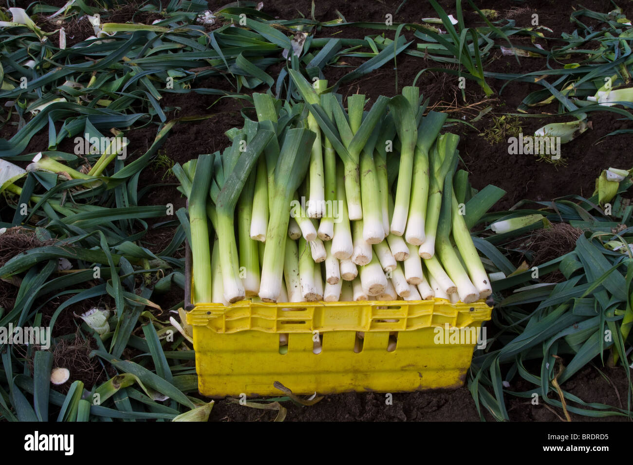 Crate of recently cut Leeks, Yellow Farmers Stacking box Crate holding ...