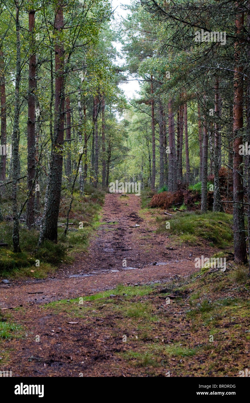 trees, woodland, path Stock Photo - Alamy