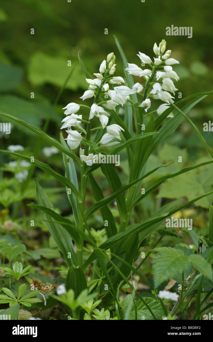 Sword-leaved helleborine flowers Stock Photo - Alamy