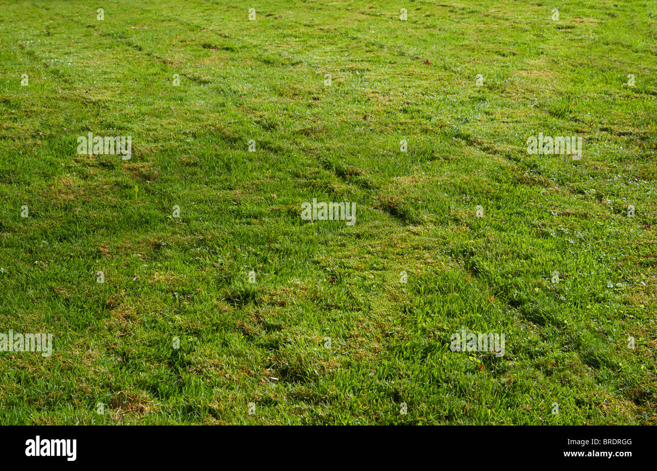 Freshly mowed green grass leaving a transverse pattern Stock Photo - Alamy