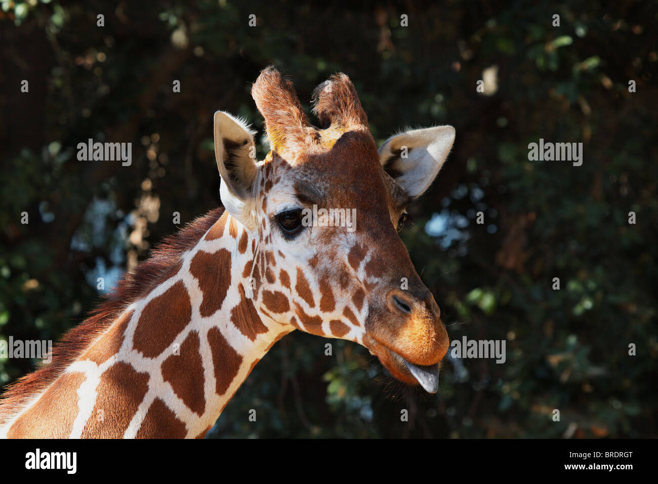 Giraffe Tongue Purple