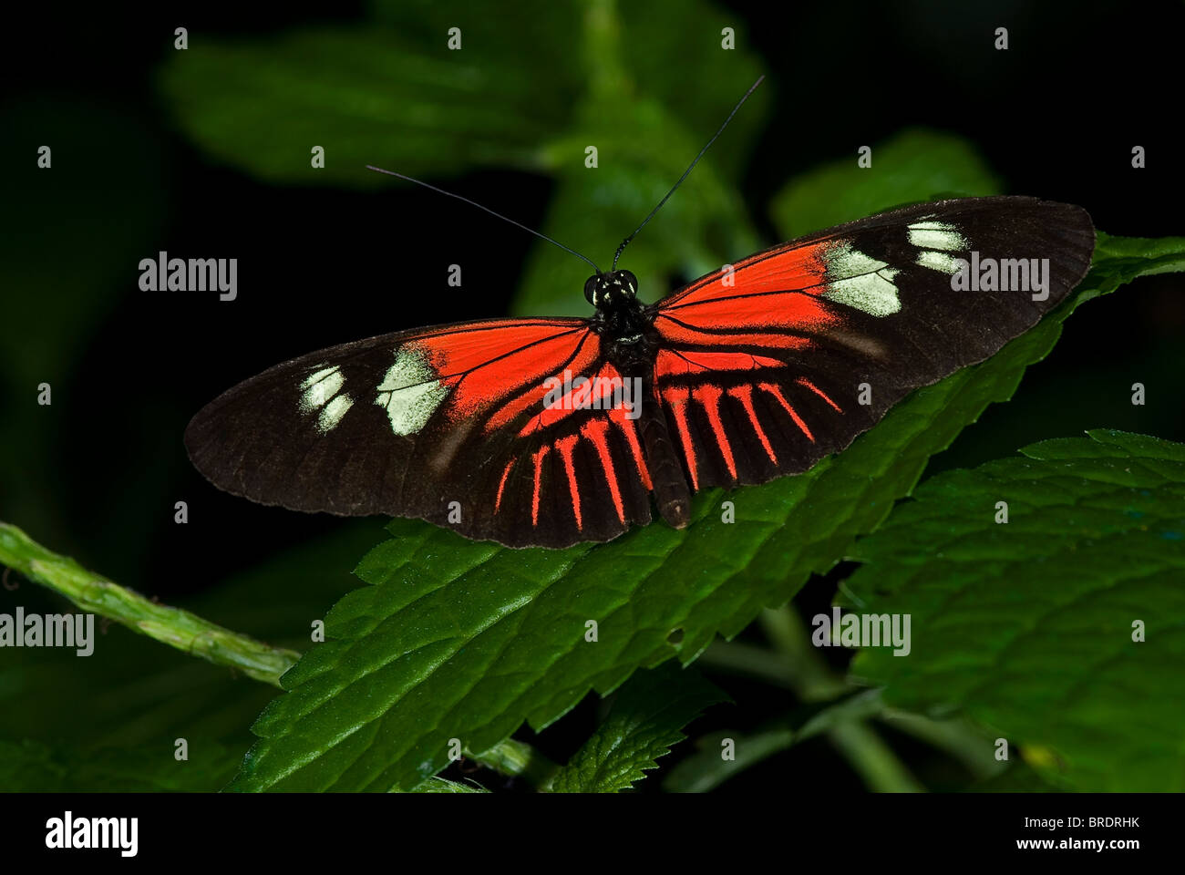 A photo of a Doris Longwing Butterfly, Heliconius doris. Common from ...