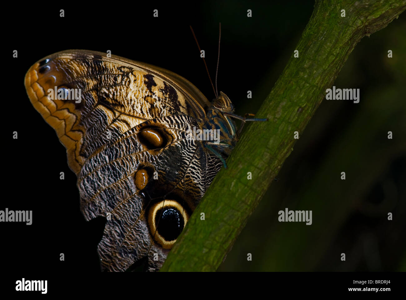 Photo of an Owl Butterfly, Caligo spp., common from Mexico through ...