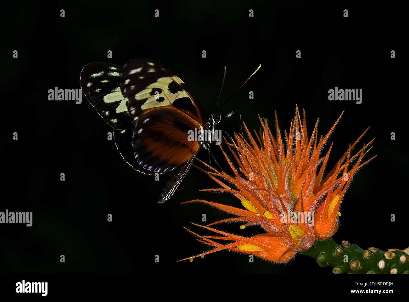 A Tiger Longwing Butterfly (Heliconius hecale), of the Nymphalidae ...