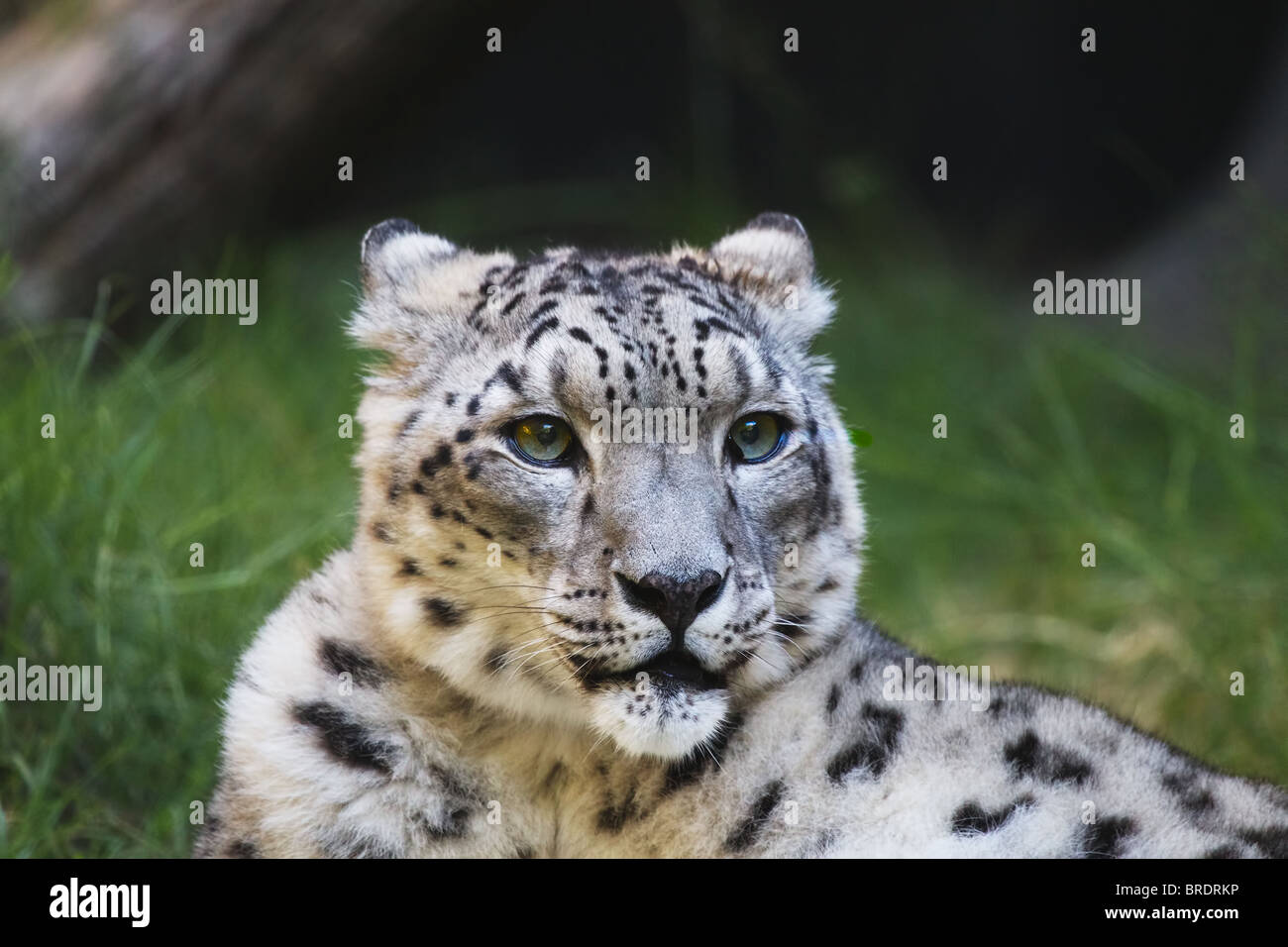 Young snow leopard looking to the right with a soft focus green grass ...