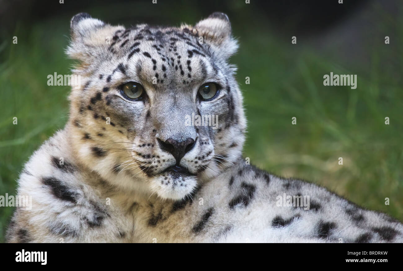 Young snow leopard looking to the right with a soft focus green grass ...