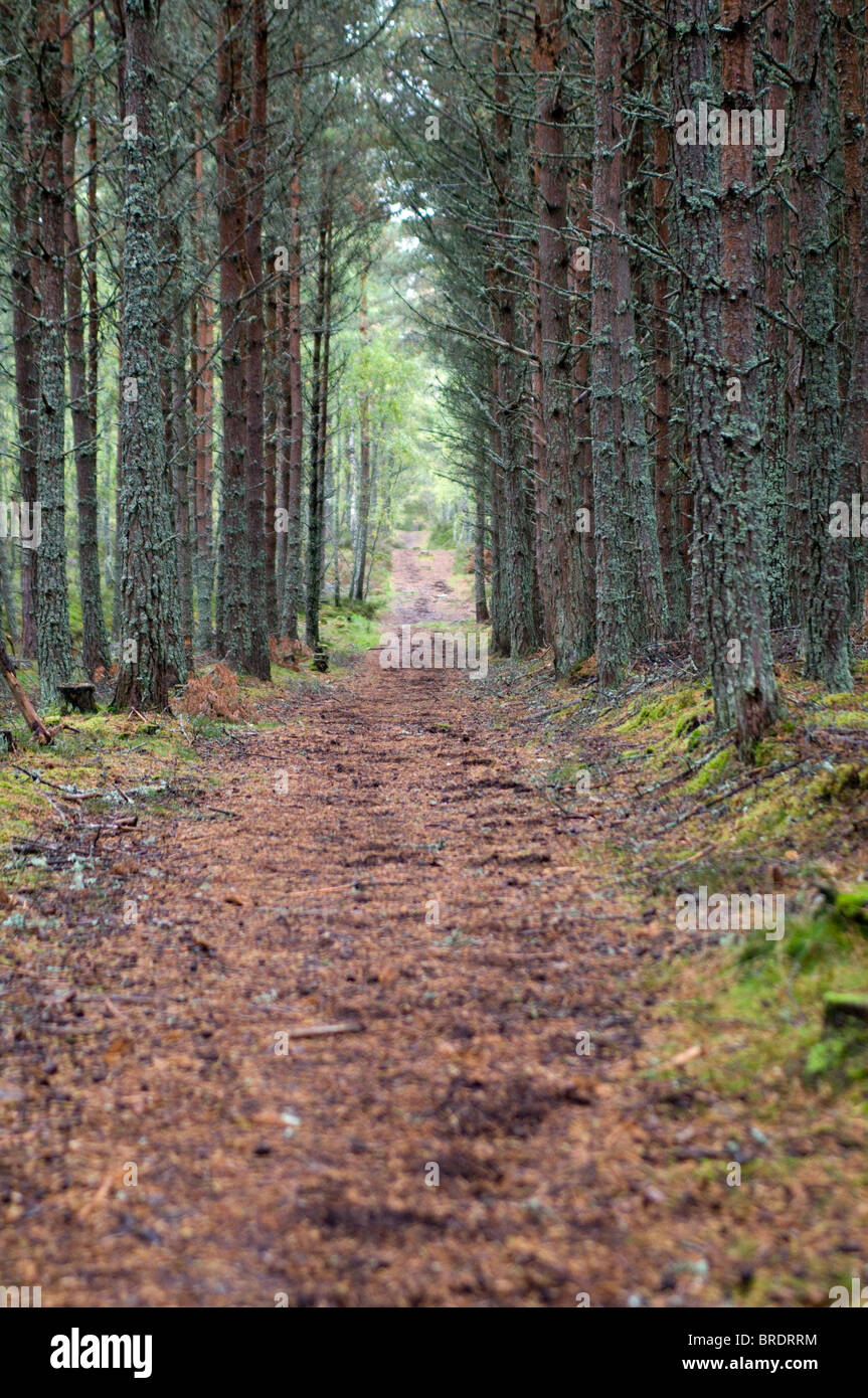 Path through trees Stock Photo - Alamy