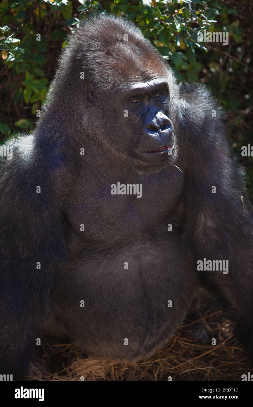 Gorilla portrait from above Stock Photo - Alamy