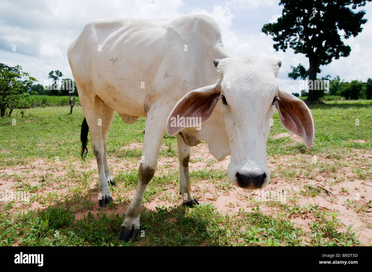White, Asian cow out in the fields in rural Thailand, giving the viewer ...