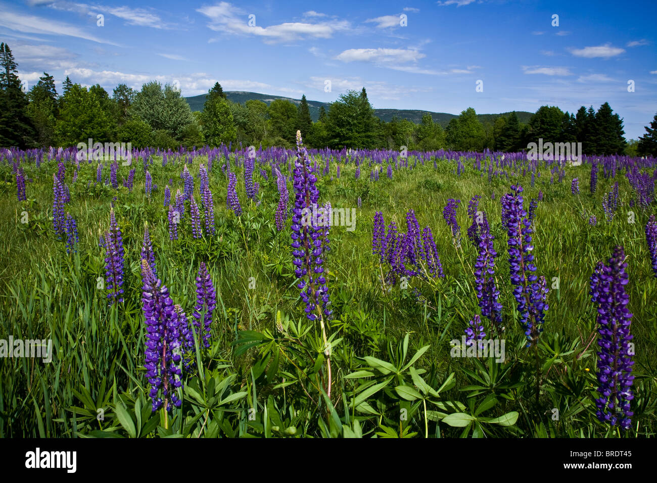 Purple and blue Lupine meadow purple flowers, lupin in rural Acadia ...