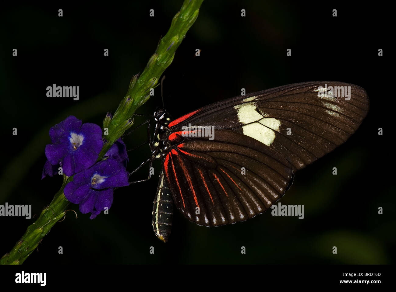 A photo of a Doris Longwing Butterfly, Heliconius doris. Common from ...