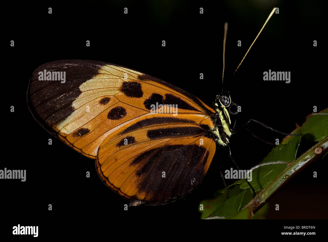 A Tiger Longwing Butterfly (Heliconius hecale), of the Nymphalidae ...