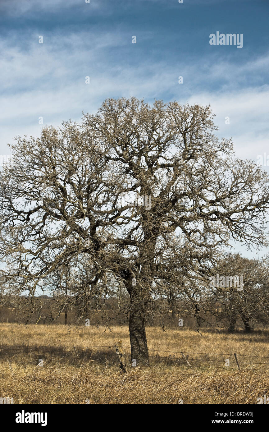 Winter Oak Tree Stock Photo - Alamy