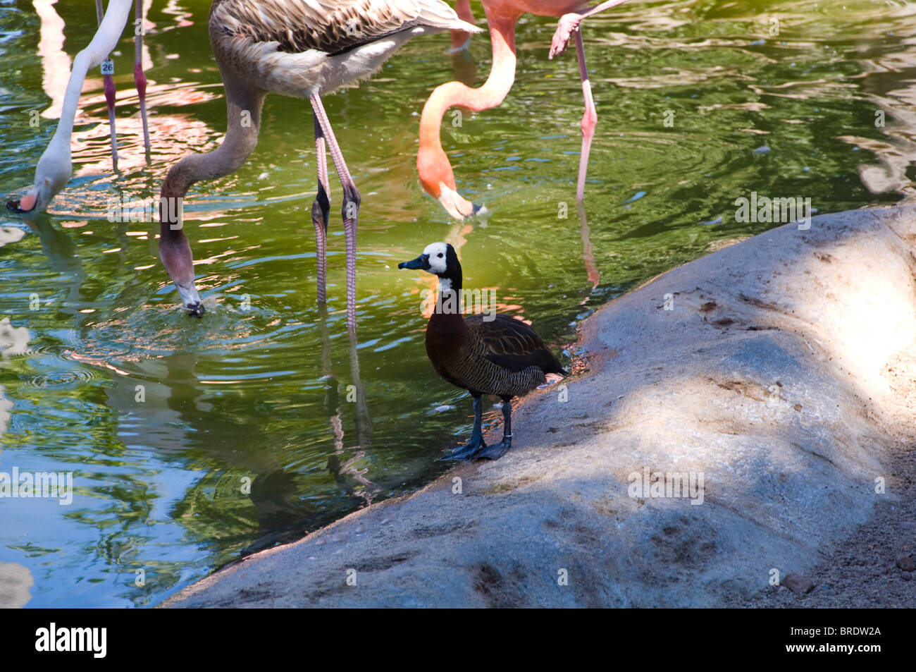 Flamingo and duck Stock Photo - Alamy