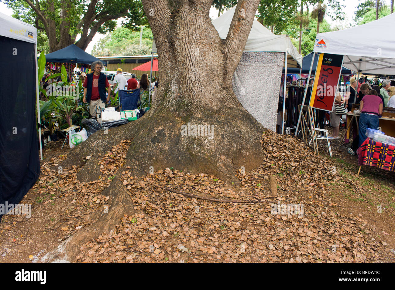 Root old tree hi-res stock photography and images - Alamy