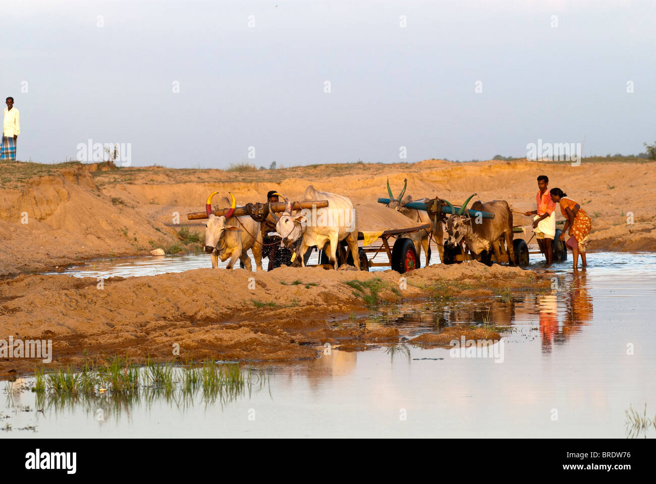 Bullock cart carrying river sand at Sevelimedu near Kanchipuram, Tamil ...