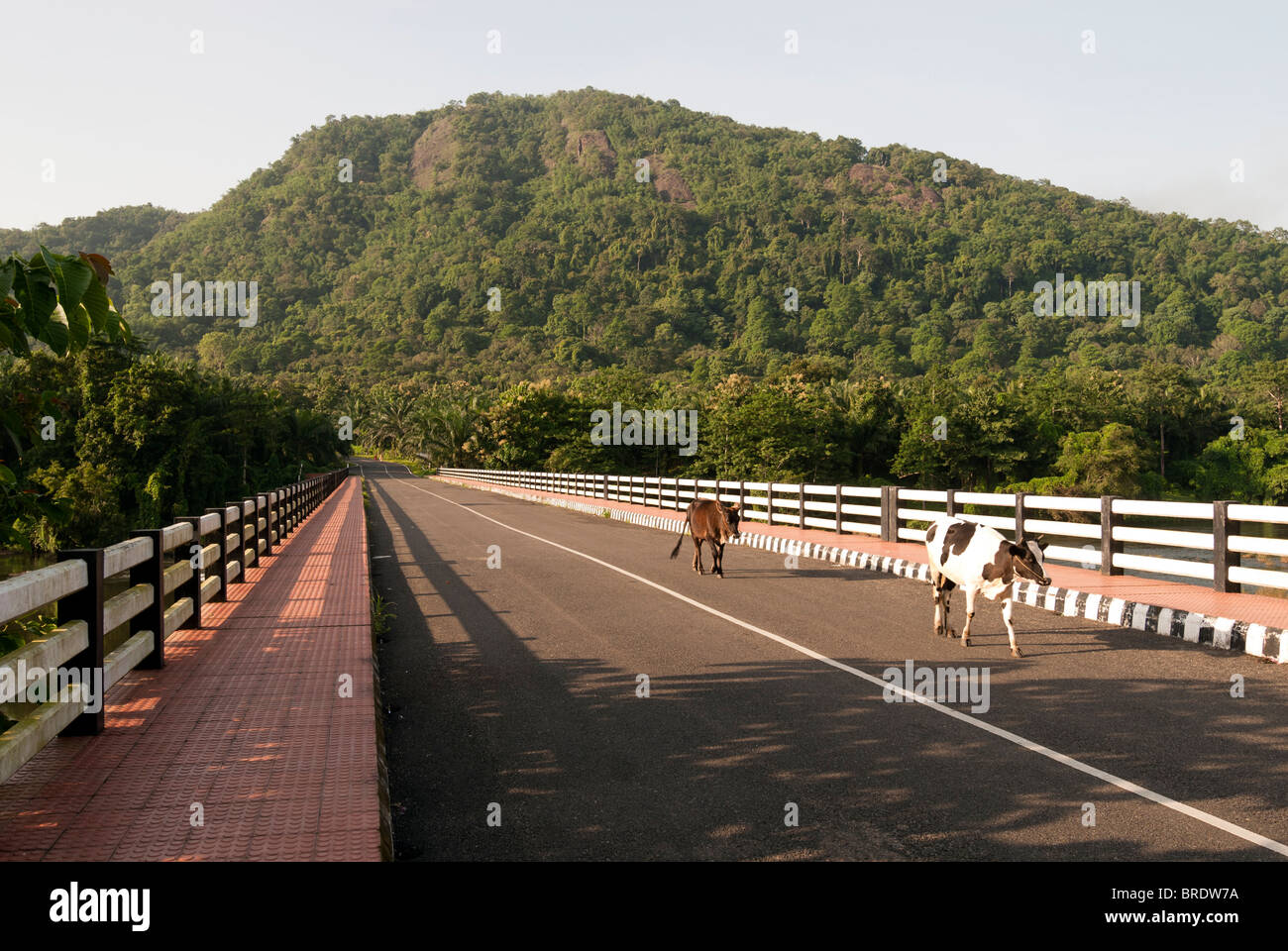 Chalakkudy river on edge of Sholayar forest range ; Kerala ; India ...