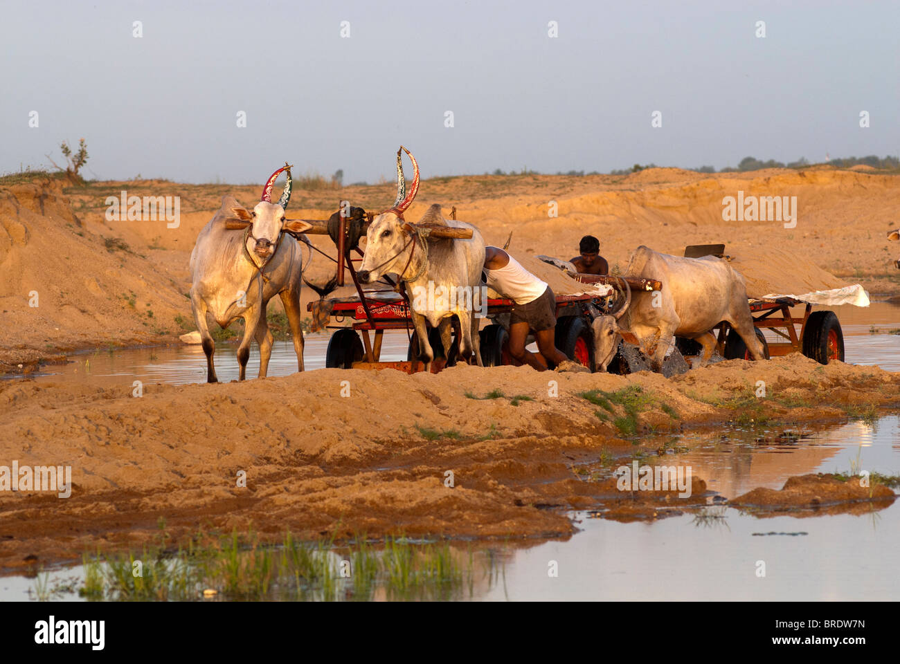 Bullock cart carrying river sand at Sevelimedu near Kanchipuram, Tamil ...