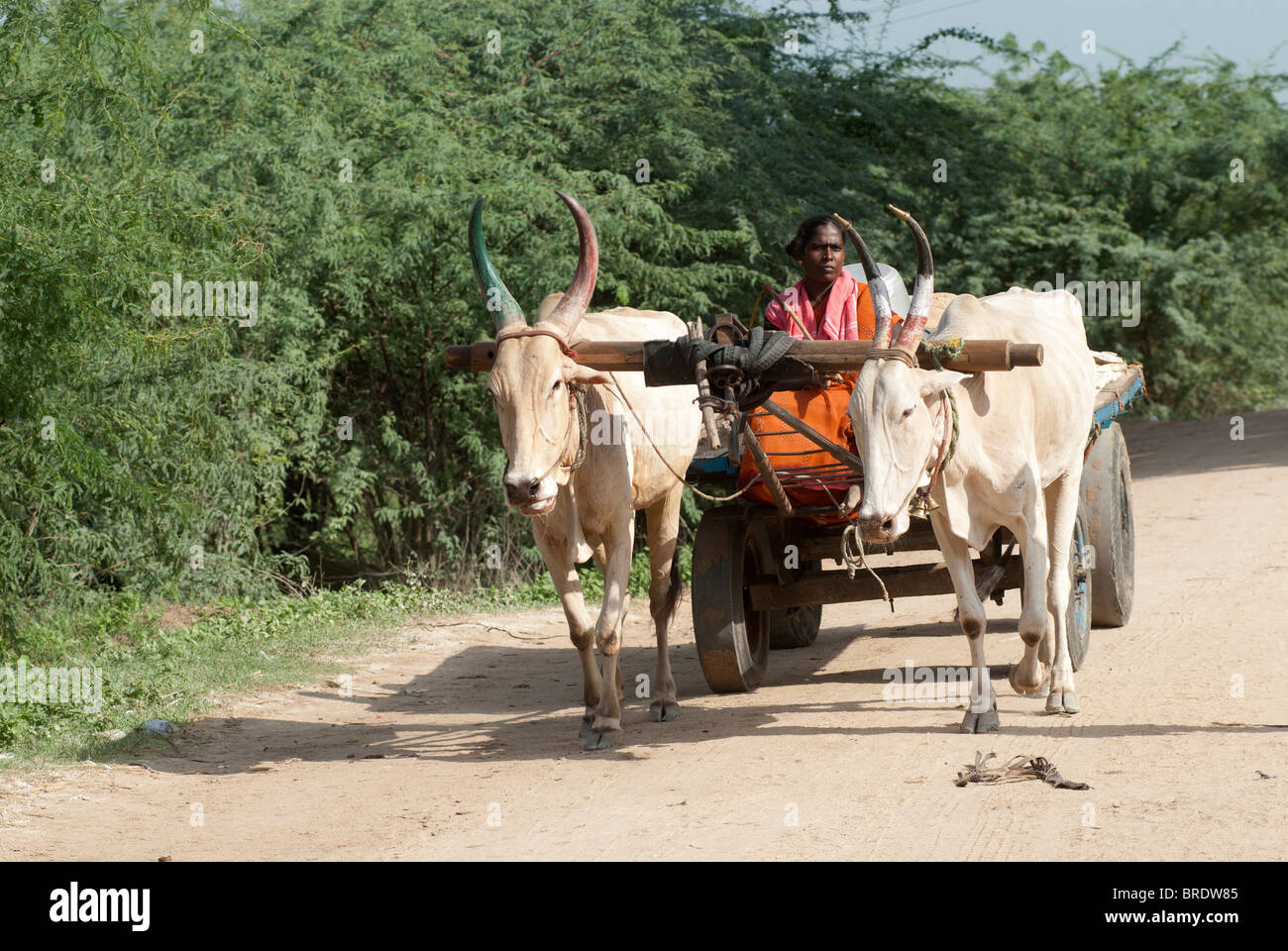 Woman riding bullock cart hi-res stock photography and images - Alamy