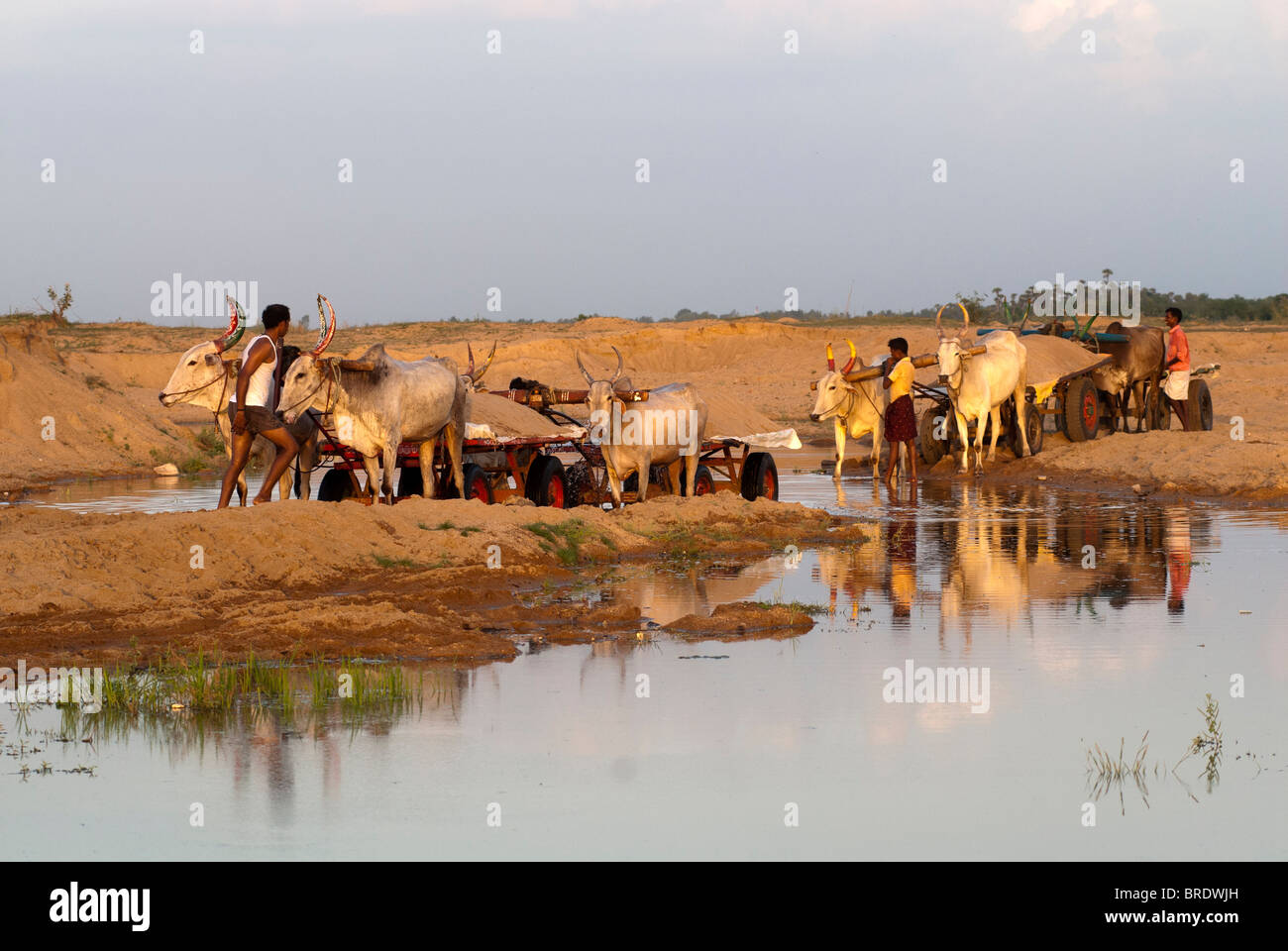 Bullock cart carrying river sand at Sevelimedu near Kanchipuram, Tamil ...