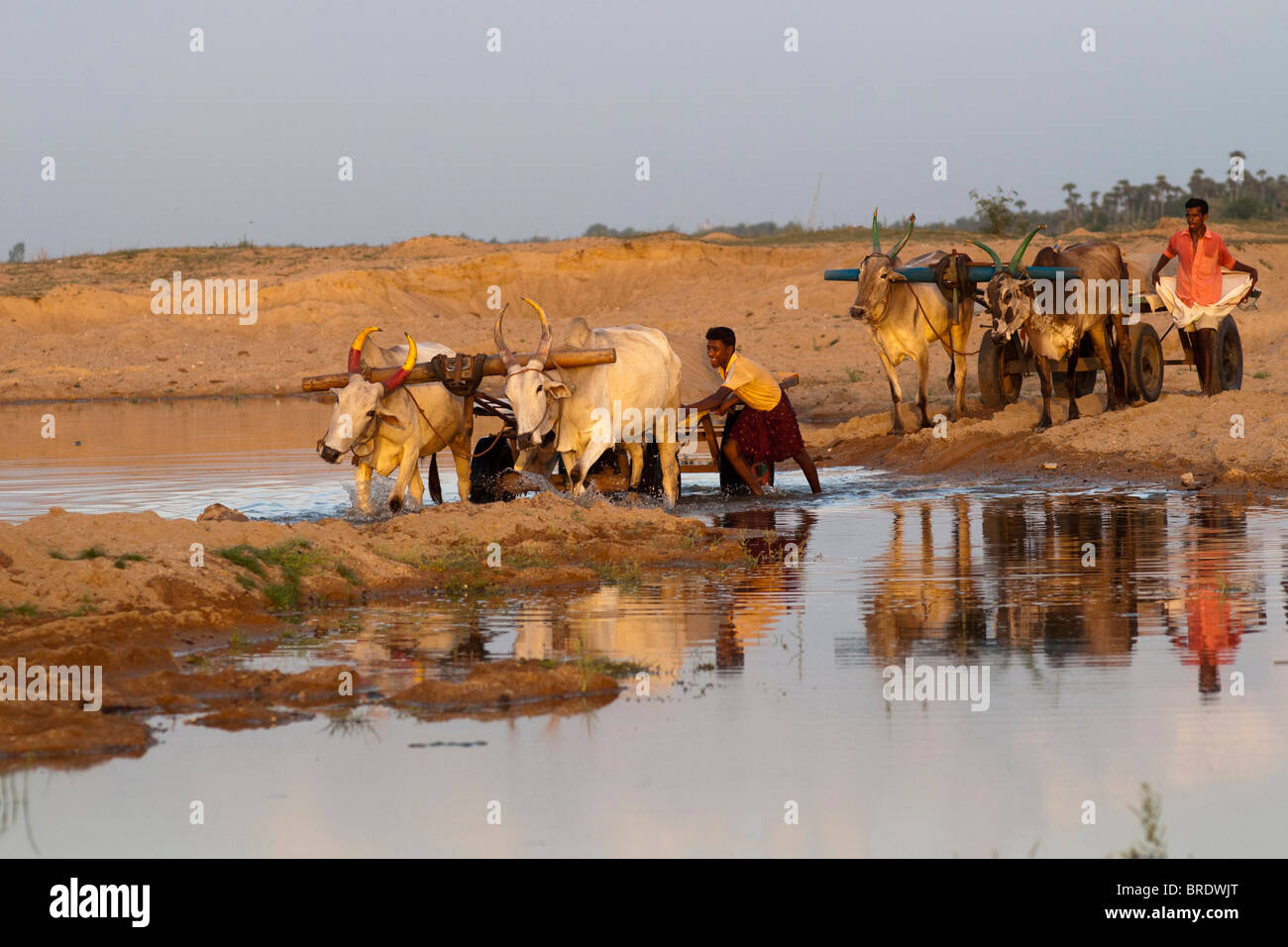 Bullock cart carrying river sand at Sevelimedu near Kanchipuram, Tamil ...