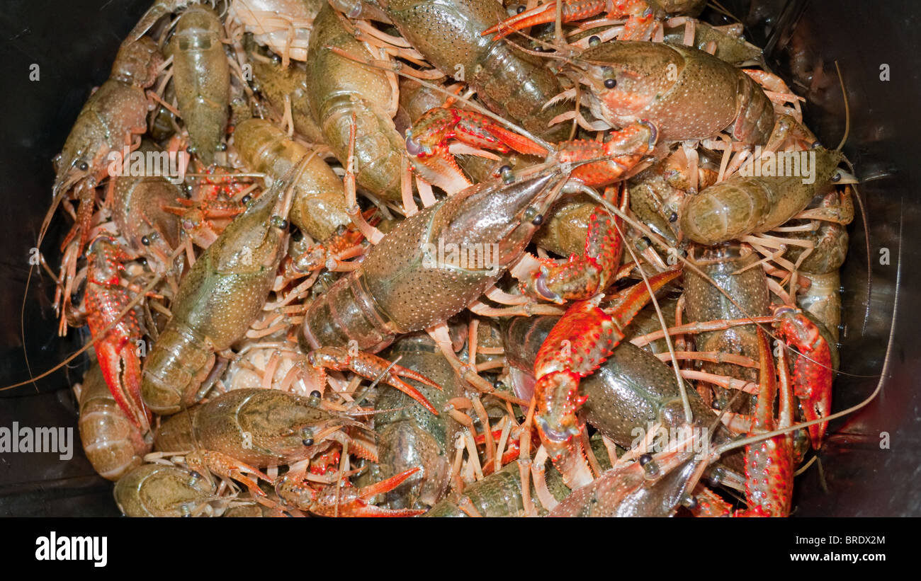 Pailful hi-res stock photography and images - Alamy