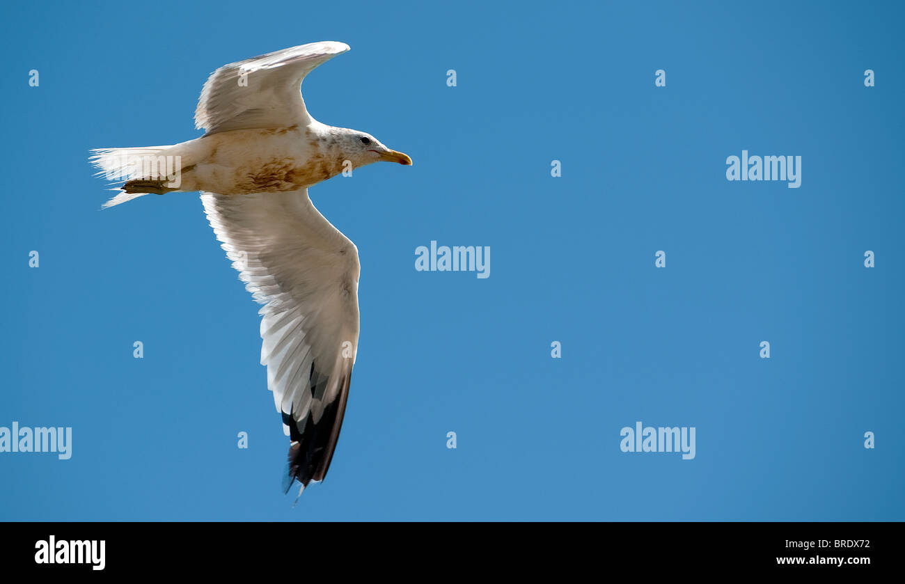 flight of the seagull Stock Photo - Alamy