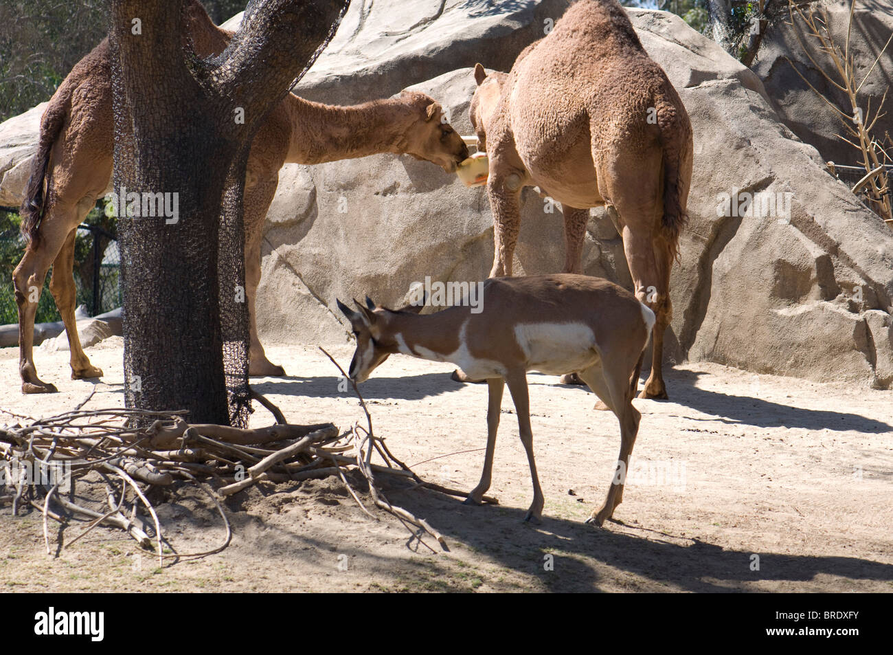 Desert deer hi-res stock photography and images - Alamy
