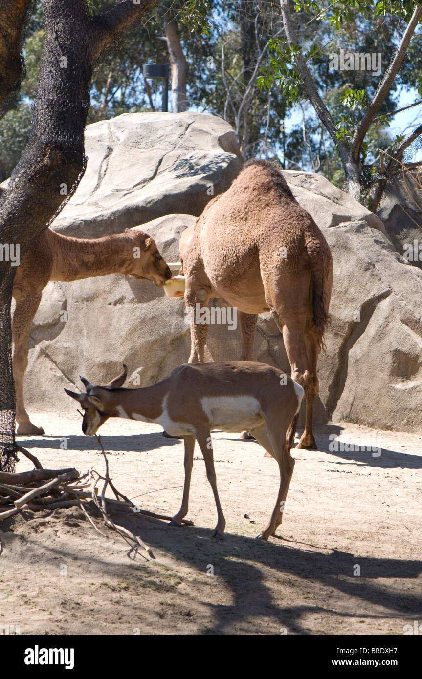 Ibex deer hi-res stock photography and images - Alamy