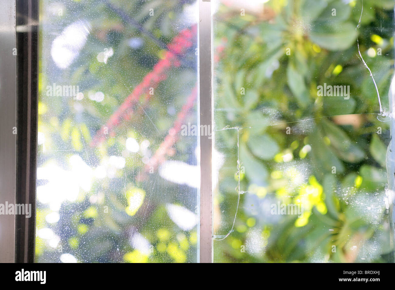 Background of green leaves view from the window Stock Photo - Alamy