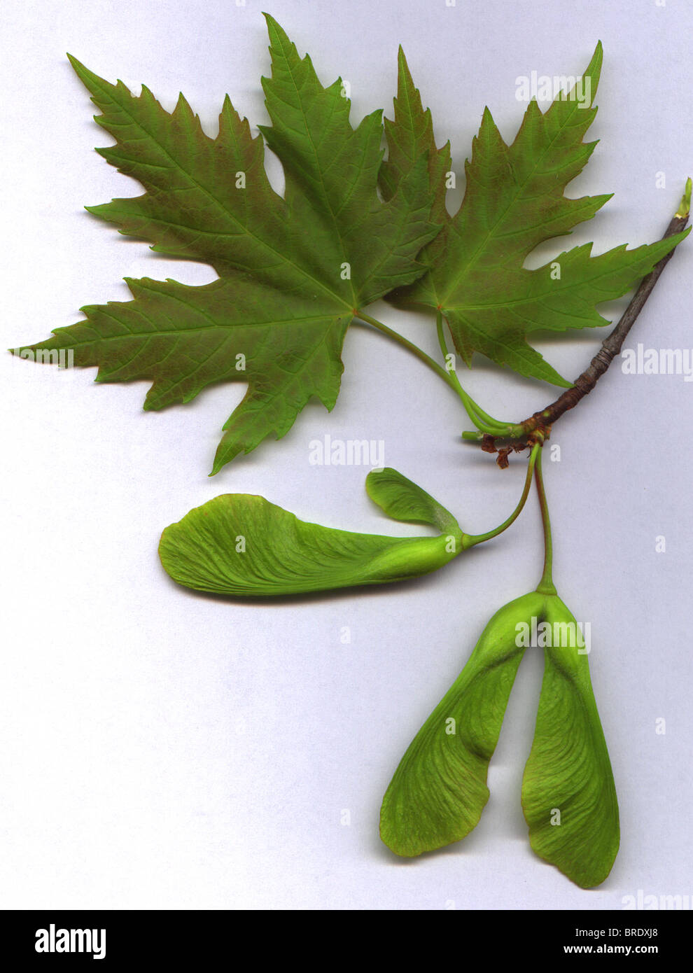 Maple Tree Leaves & Seeds Stock Photo - Alamy