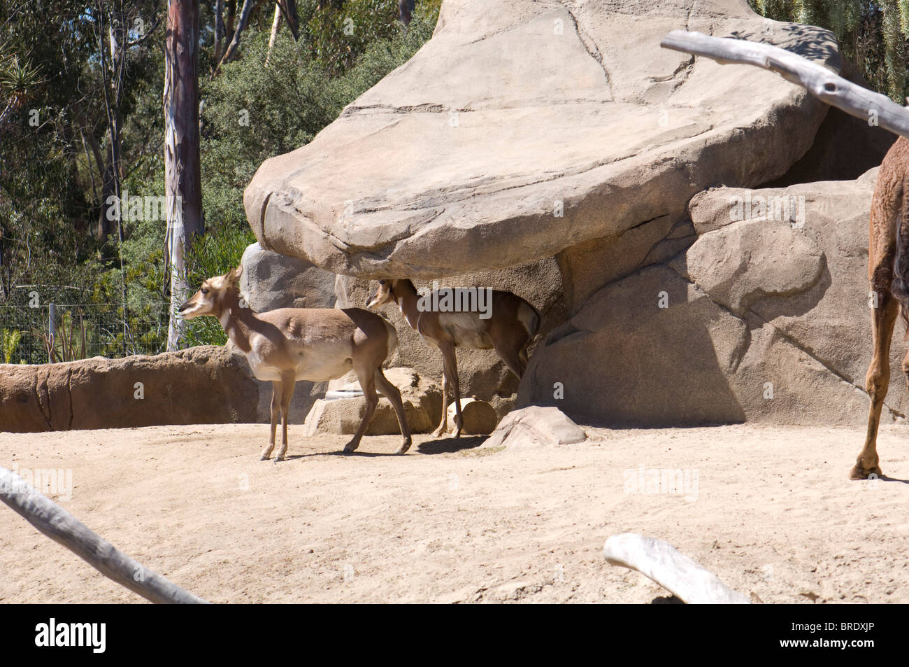 Ibex deer hi-res stock photography and images - Alamy