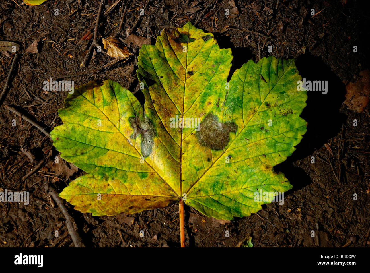 Leaf leaf pattern hi-res stock photography and images - Alamy