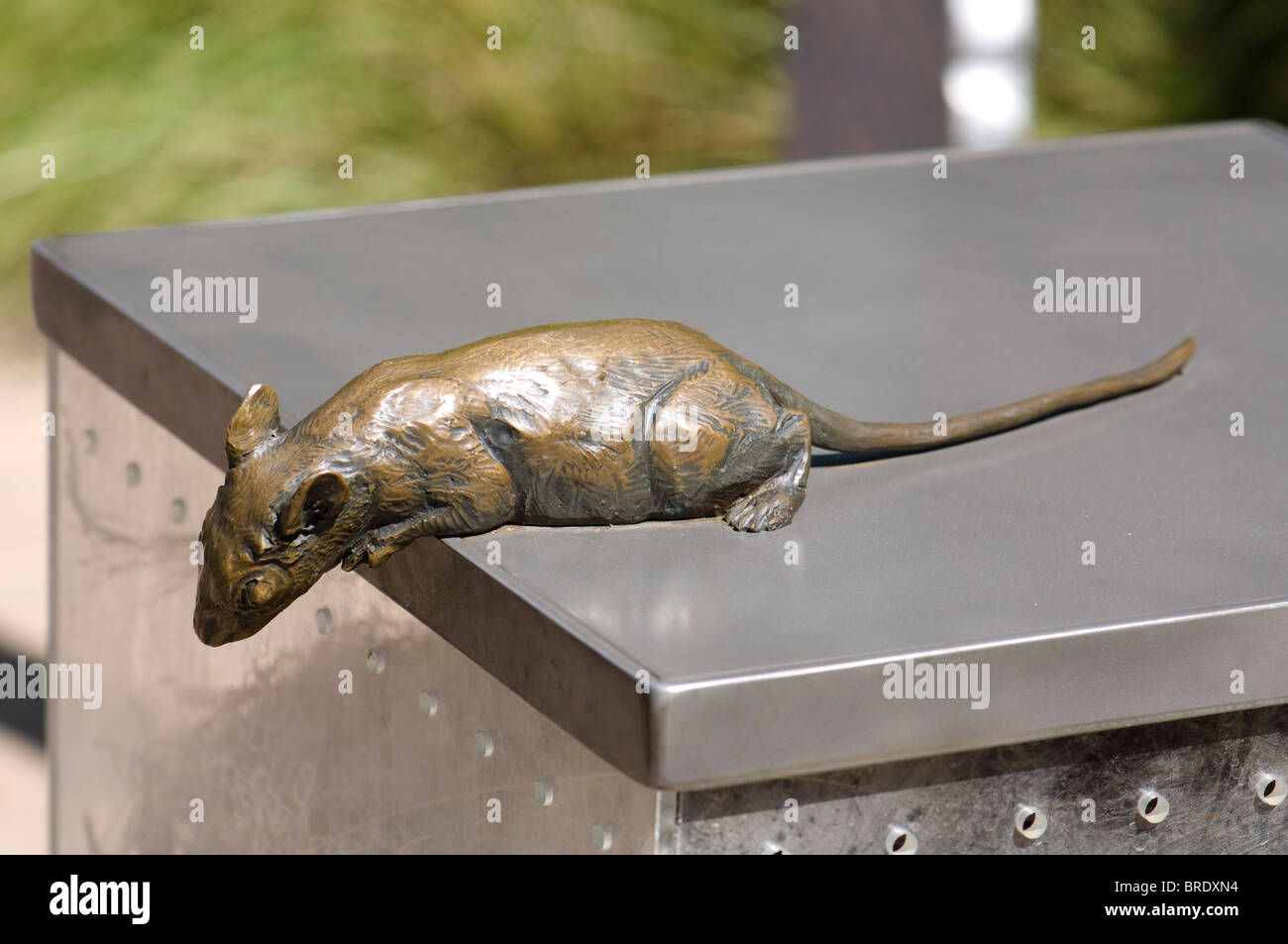 Bronze rat hi-res stock photography and images - Alamy