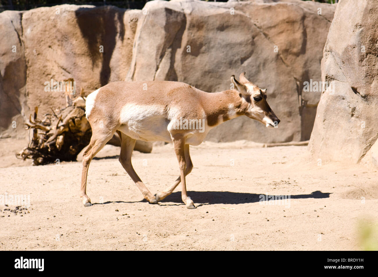 Ibex deer hi-res stock photography and images - Alamy
