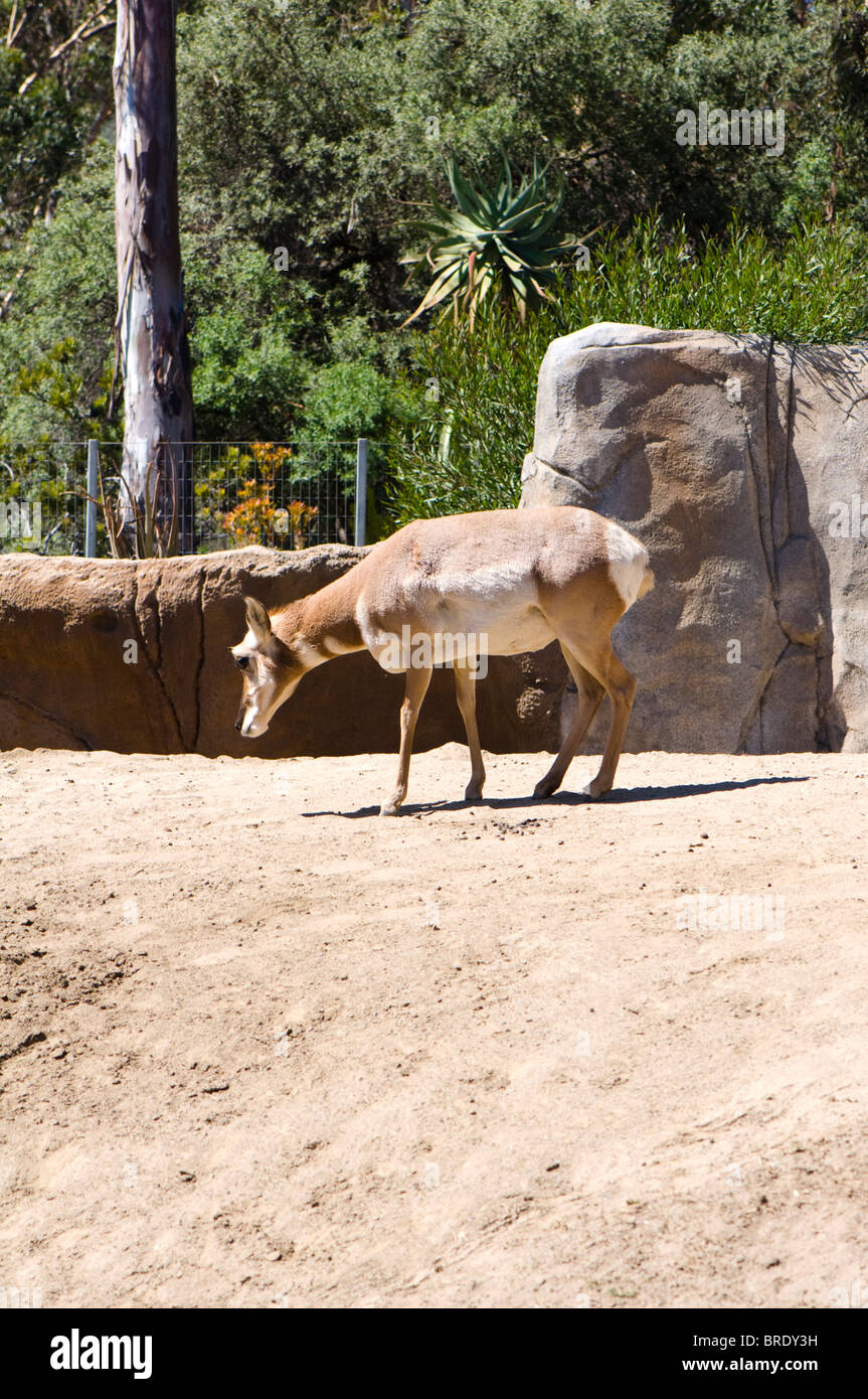 Ibex deer hi-res stock photography and images - Alamy