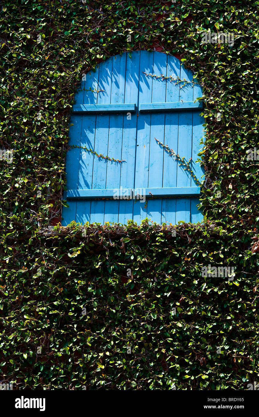 An Ivy covered window Stock Photo - Alamy