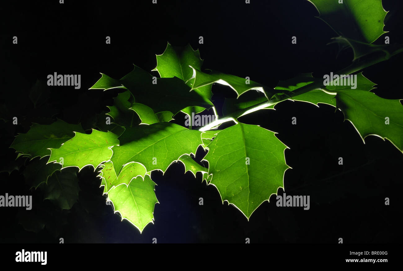 organic, flora, organic, organic, leaf, tree, sky, bokeh, light, shade ...