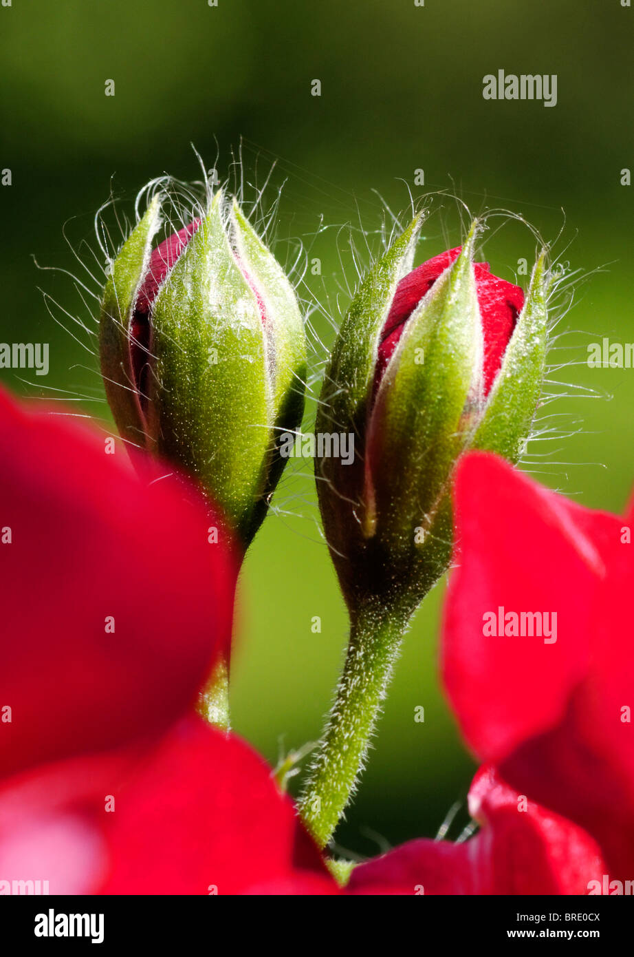 Geranium Flower Buds ( Pelargonium spec Stock Photo - Alamy