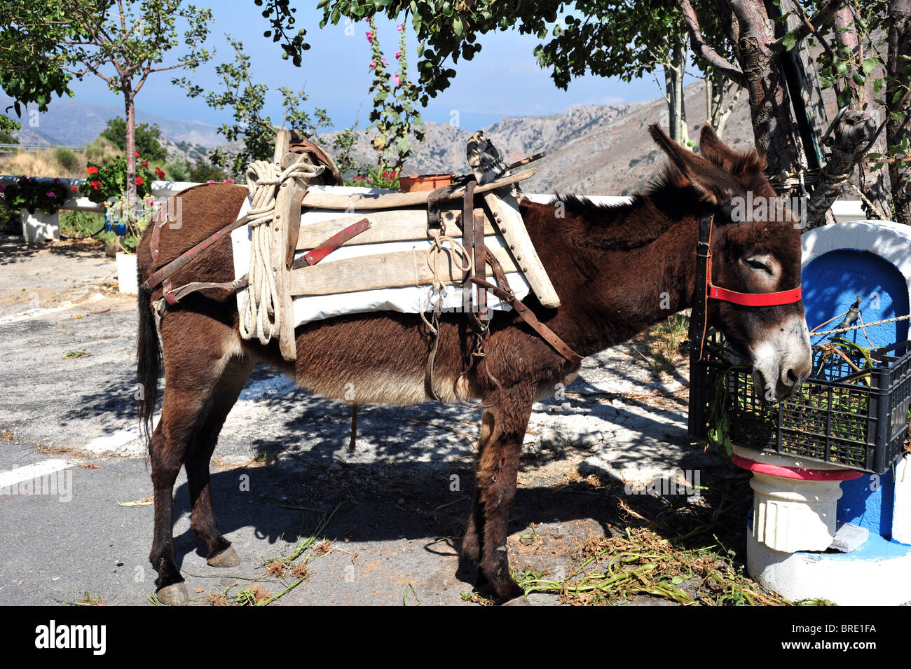 Image of a donkey that is used to carry hay and sticks from the fields ...