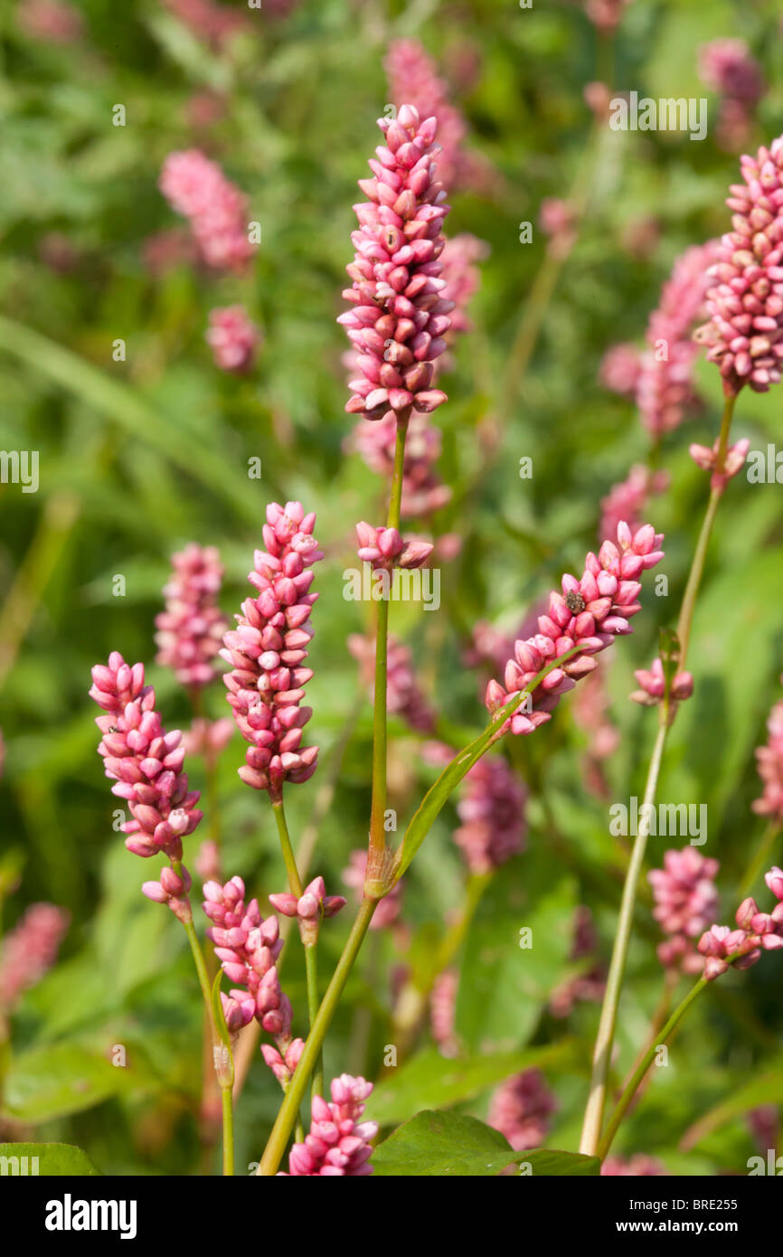 Redshank wildflower hi-res stock photography and images - Alamy