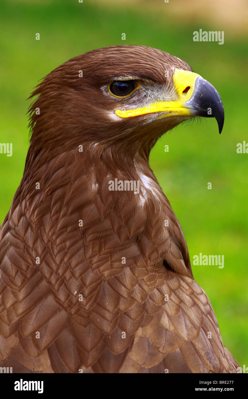 Steppe Eagle; Aquila nipalensis Stock Photo - Alamy