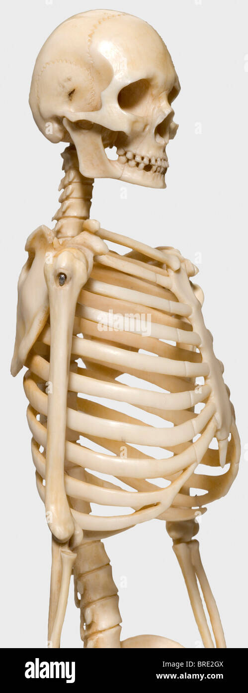 A German miniature ivory skeleton, 18th/19th century A carved ivory ...