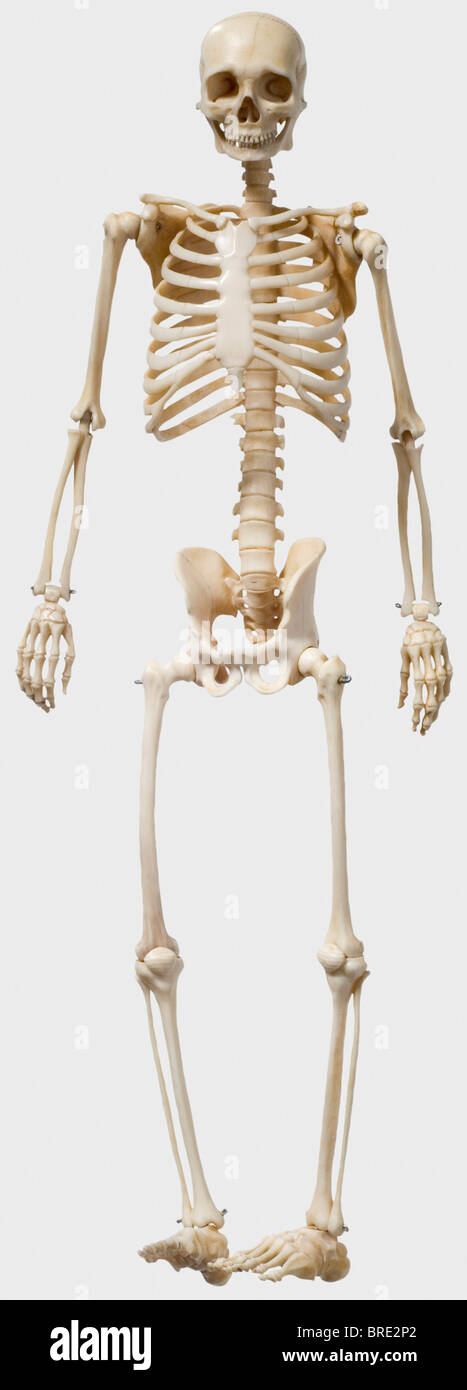 A German miniature ivory skeleton, 18th/19th century A carved ivory ...