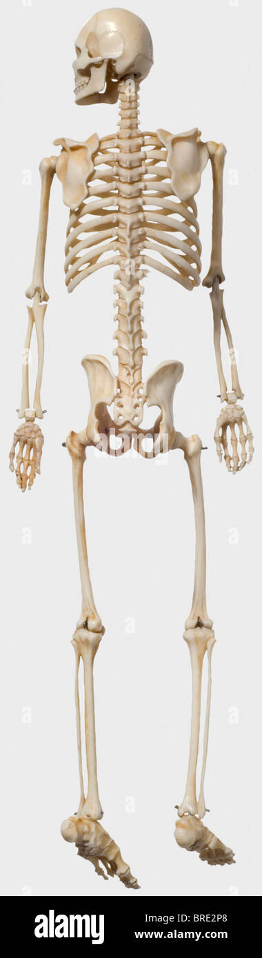 A German miniature ivory skeleton, 18th/19th century A carved ivory ...