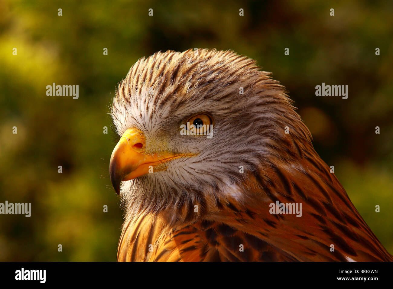 Red Kite; Milvus milvus Stock Photo - Alamy
