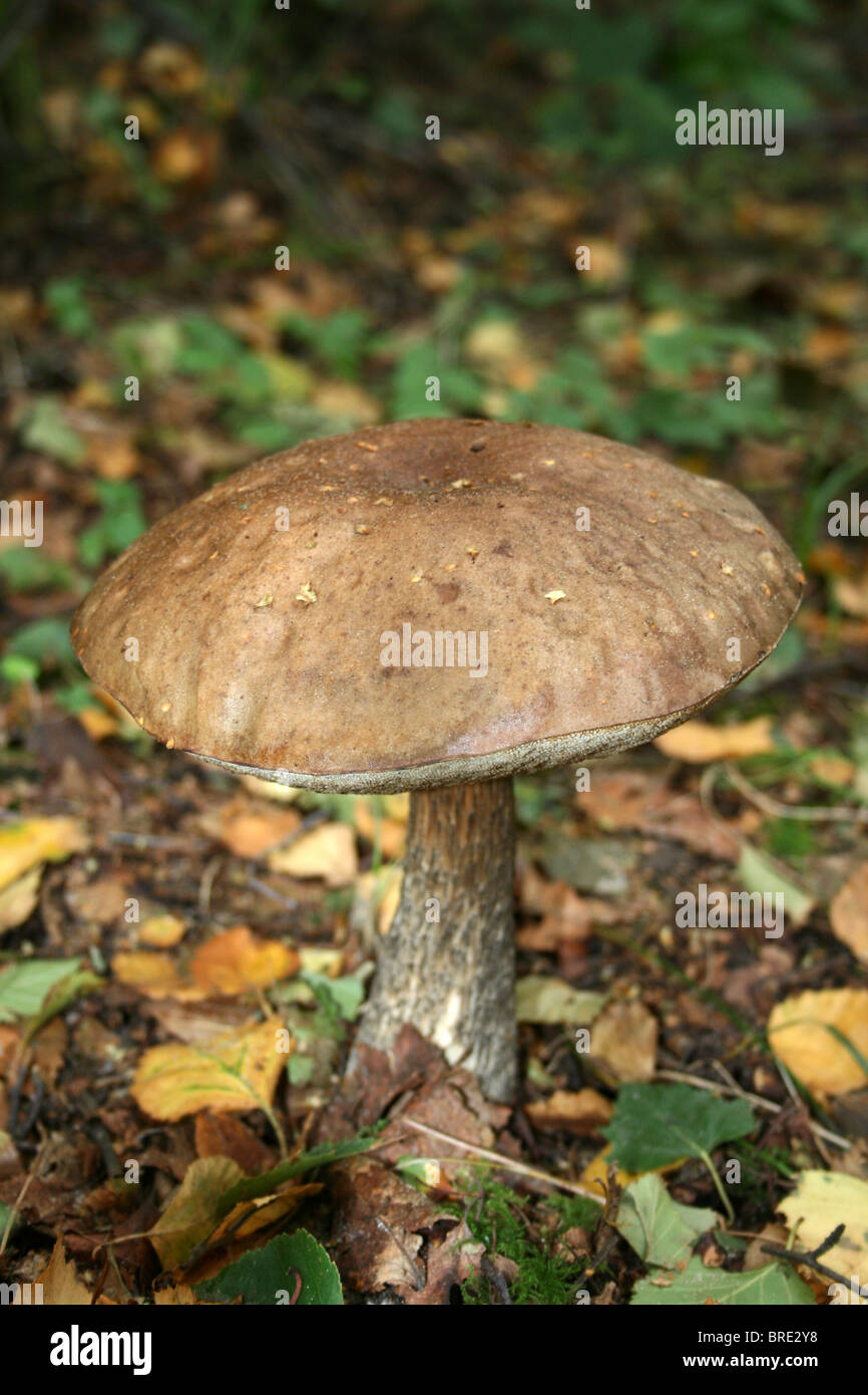Brown Birch Bolete Leccinum scabrum Taken at Formby, Sefton Coast, UK ...