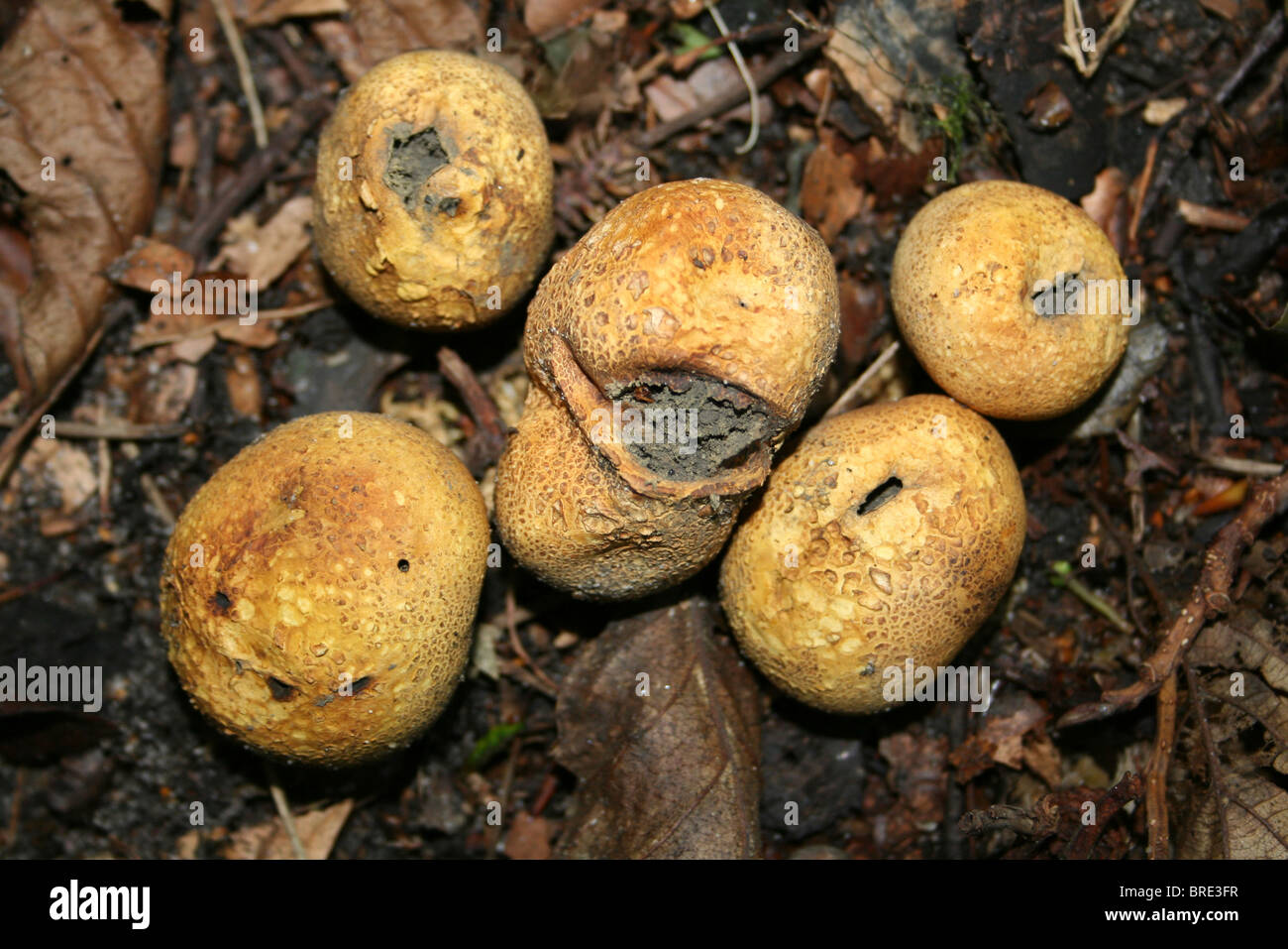 Common Earthball Scleroderma citrinum Taken at Martin Mere WWT ...