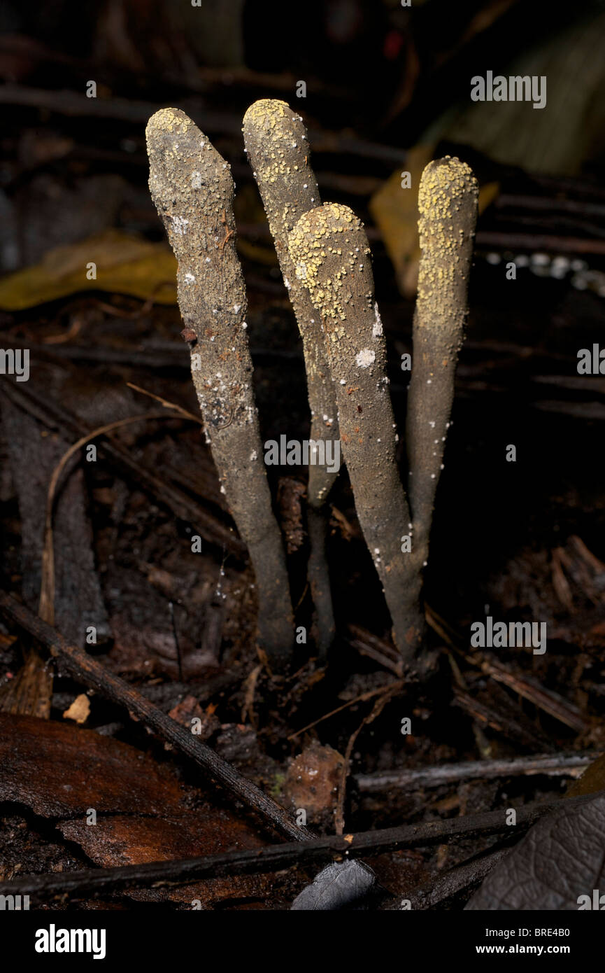 Mushroom ascomycetes hi-res stock photography and images - Alamy